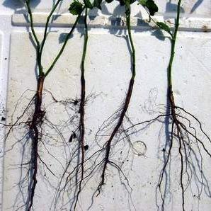 Dog rose "Laxa" understock (Rosa corymbifera 'Laxa') – HSBaum GmbH